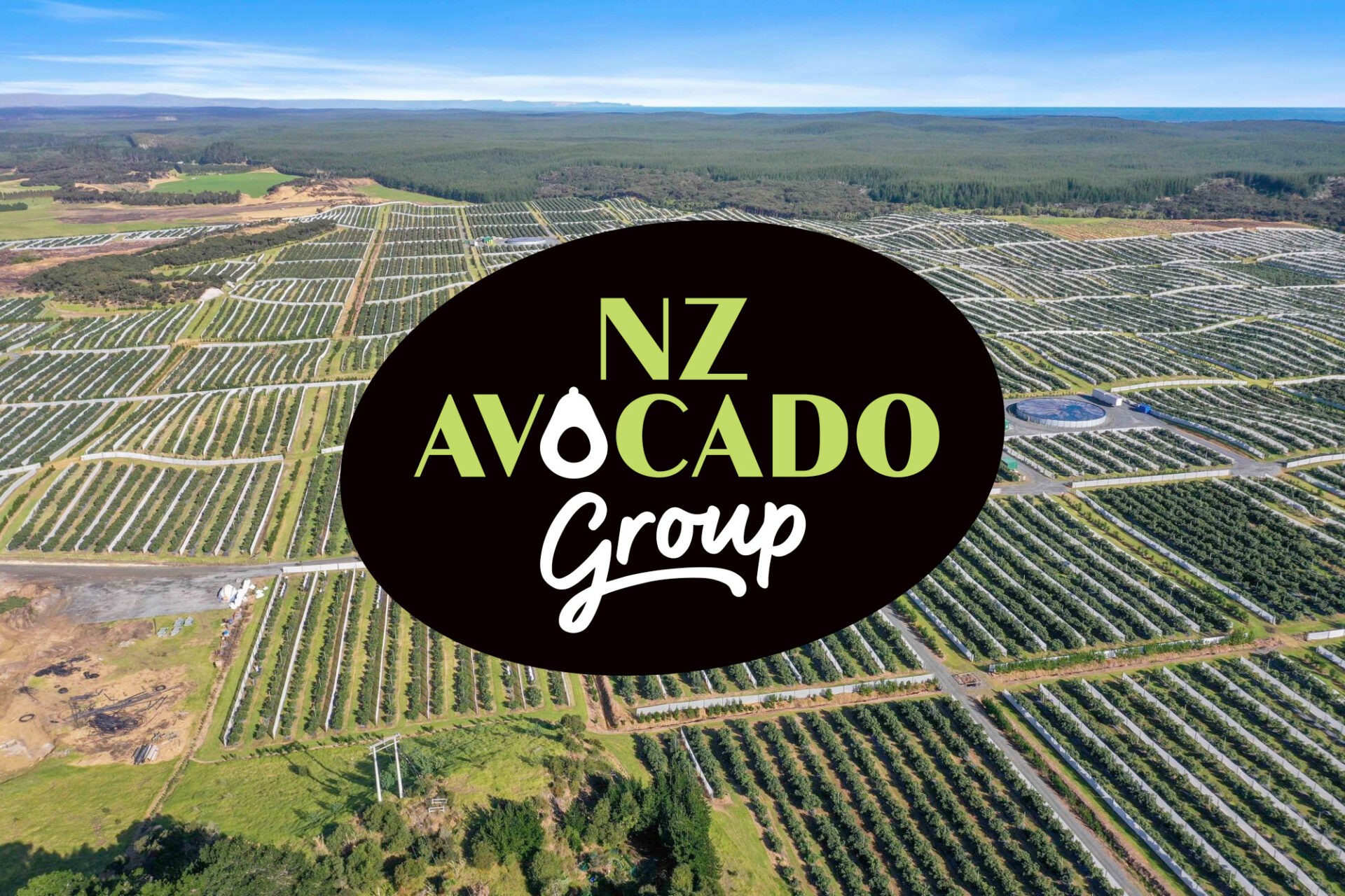NZ Avocado Group (TW)